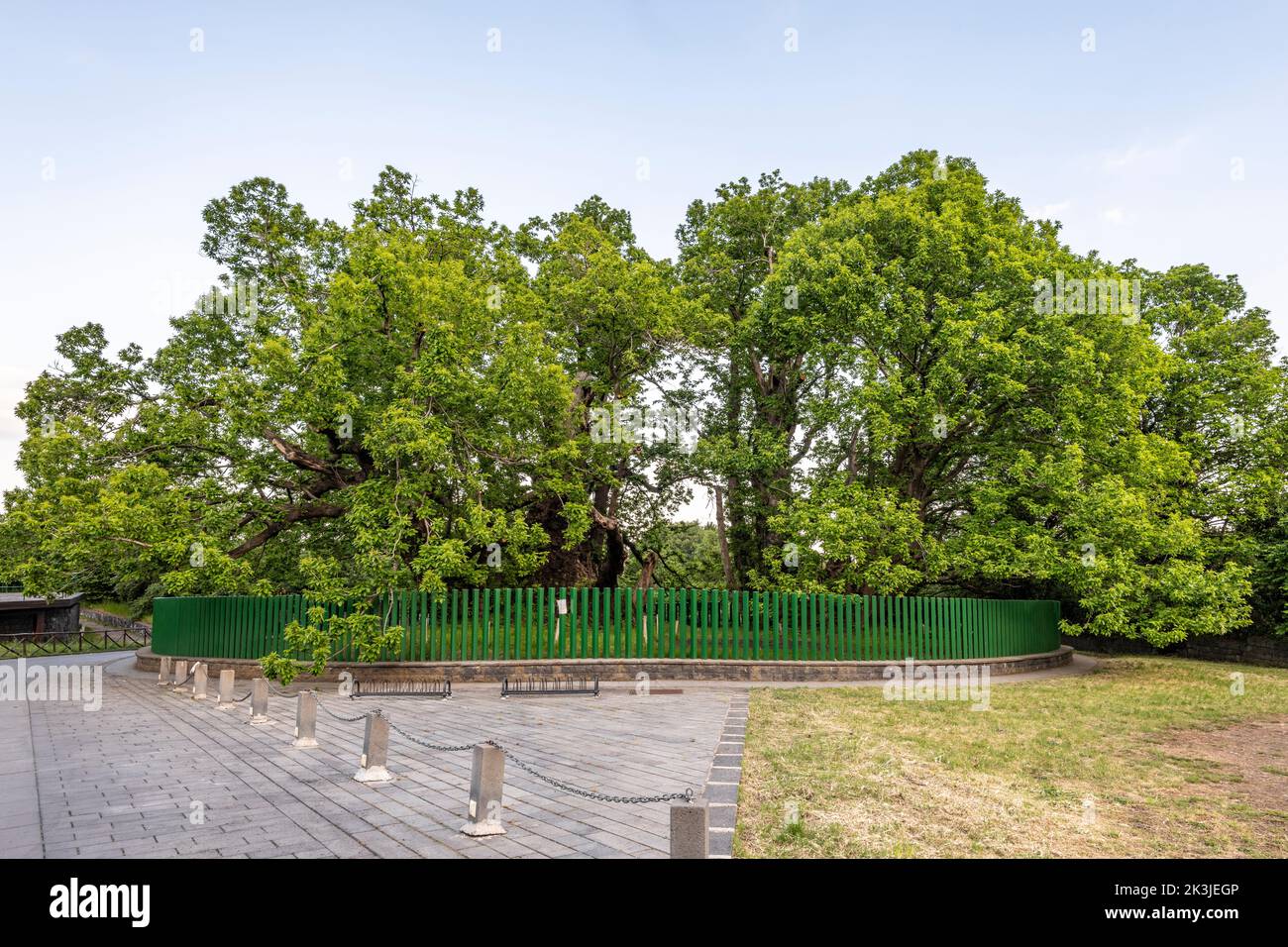 The Hundred-Horse Chestnut in Sant'Alfio, Sicily, is the largest and ...