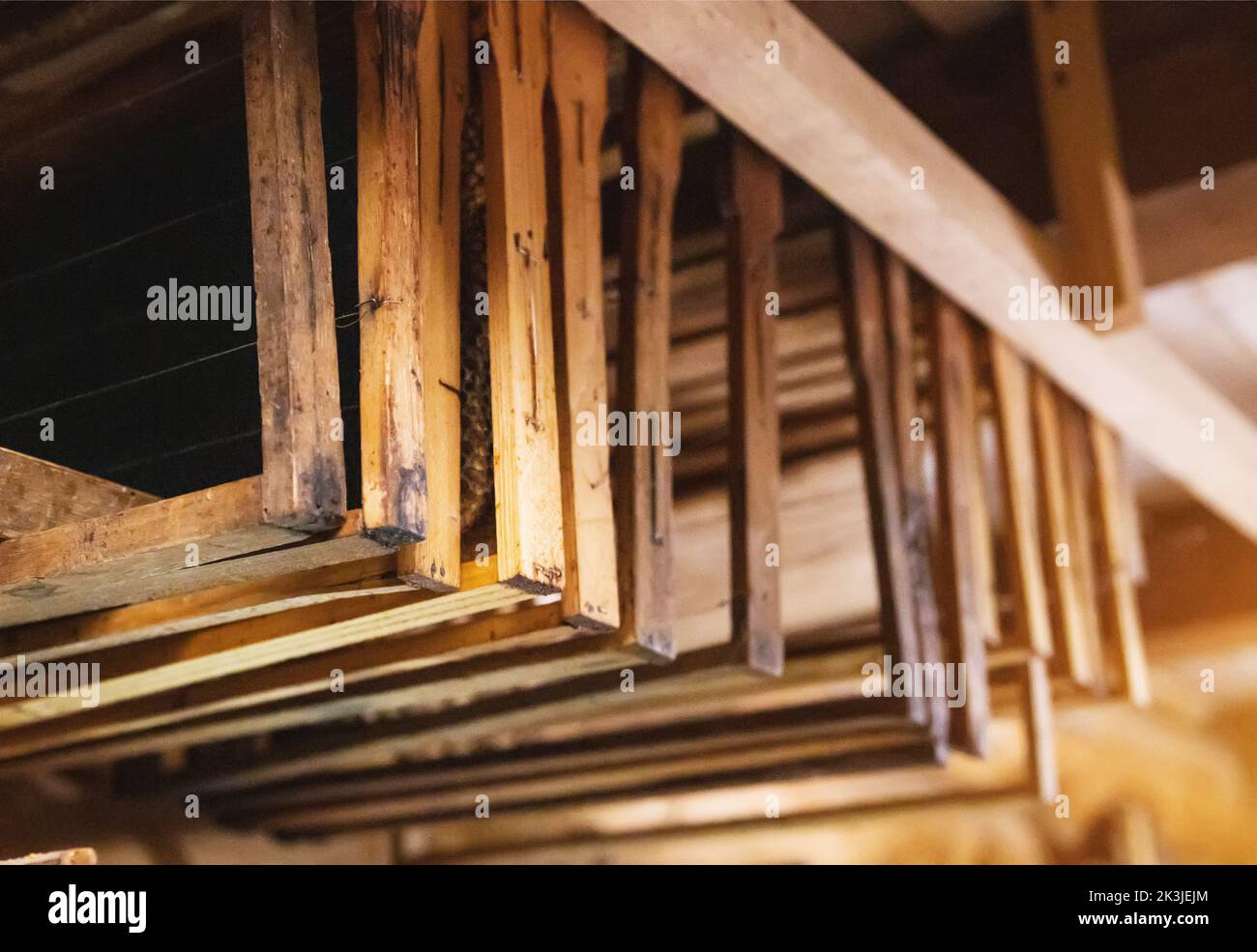 Bee frames with sealed combs and honey hang in the shed. Breeding bees ...