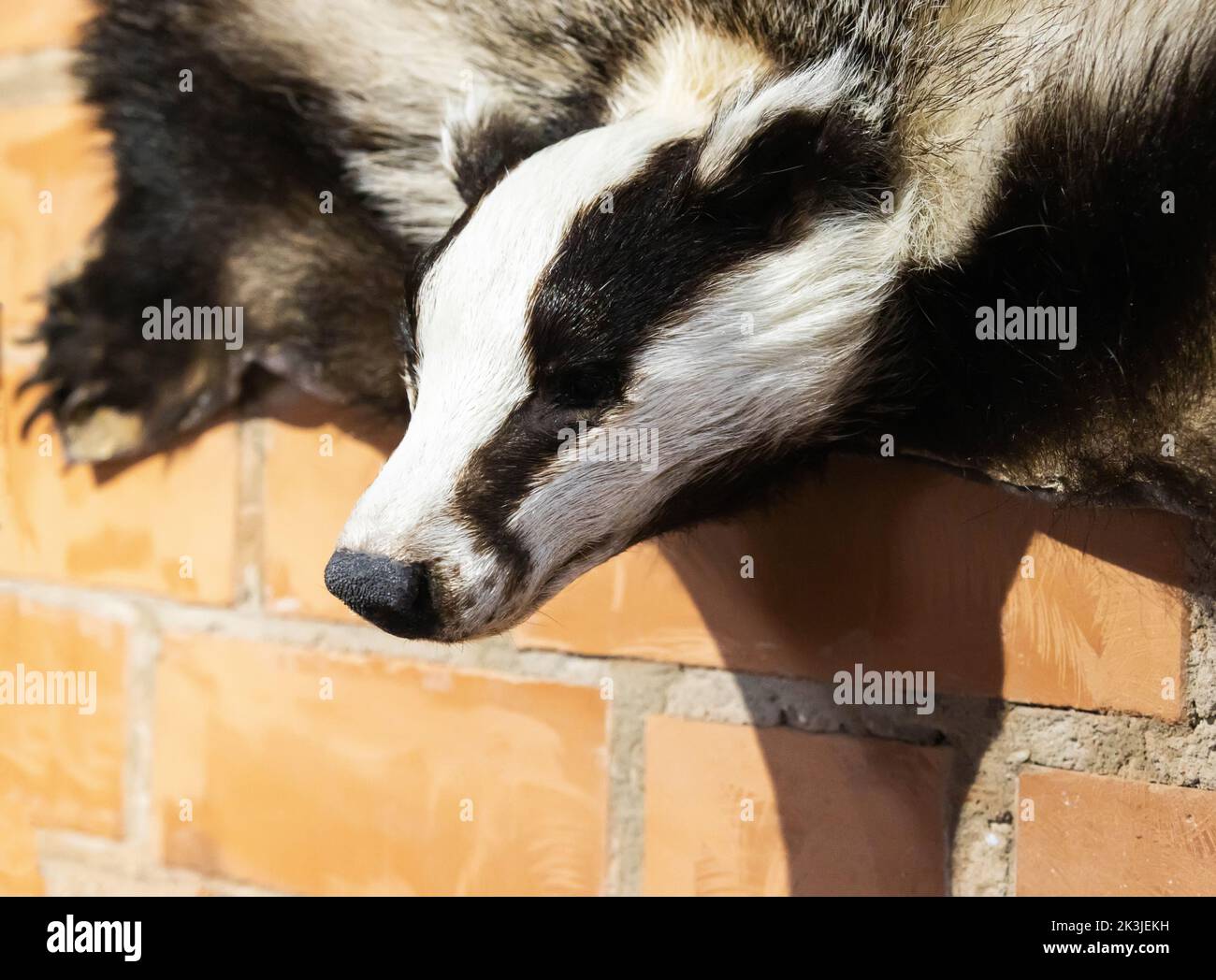 Stuffed badger beast with head hangs on the wall. Hunting trophies ...