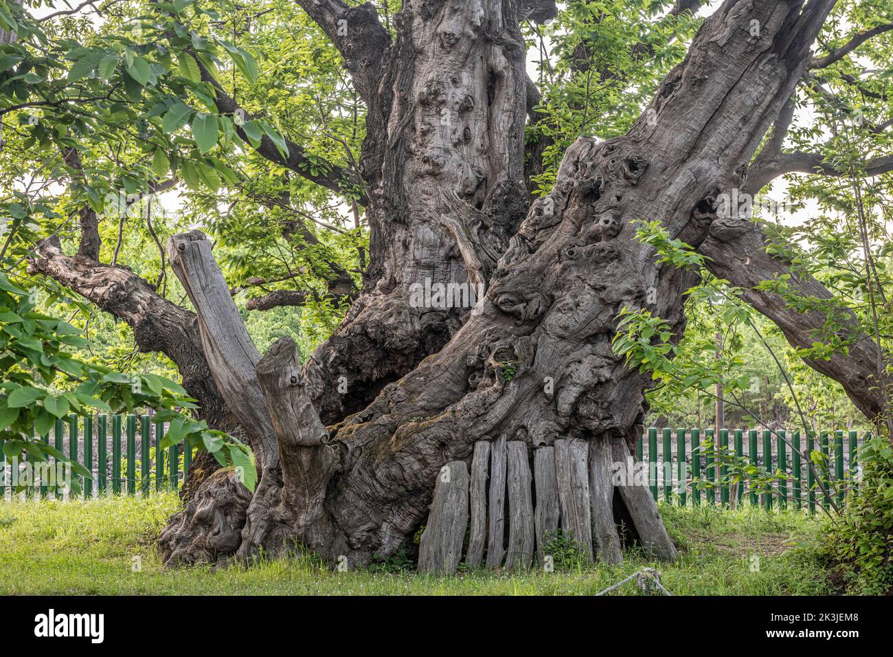 The Hundred-Horse Chestnut in Sant'Alfio, Sicily, is the largest and ...