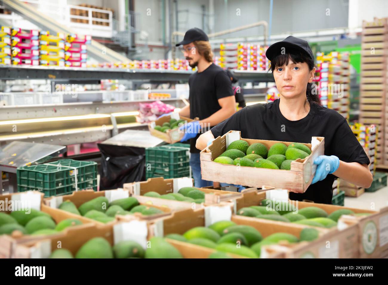 Young women and man in uniform packing mango to crates at factory ...