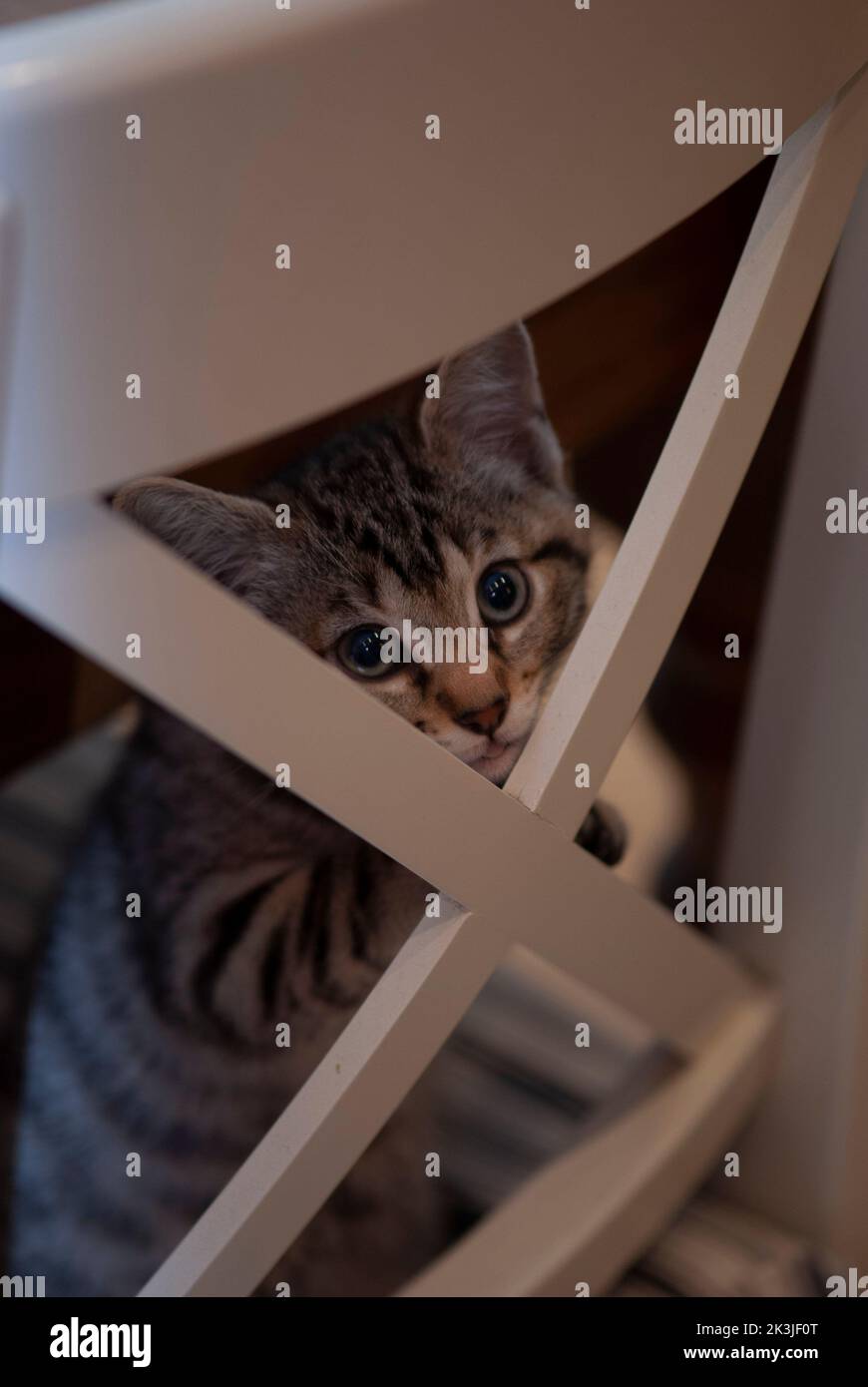 Tiny Kitten hiding on kitchen chair with tongue out. Beautigul pale ...