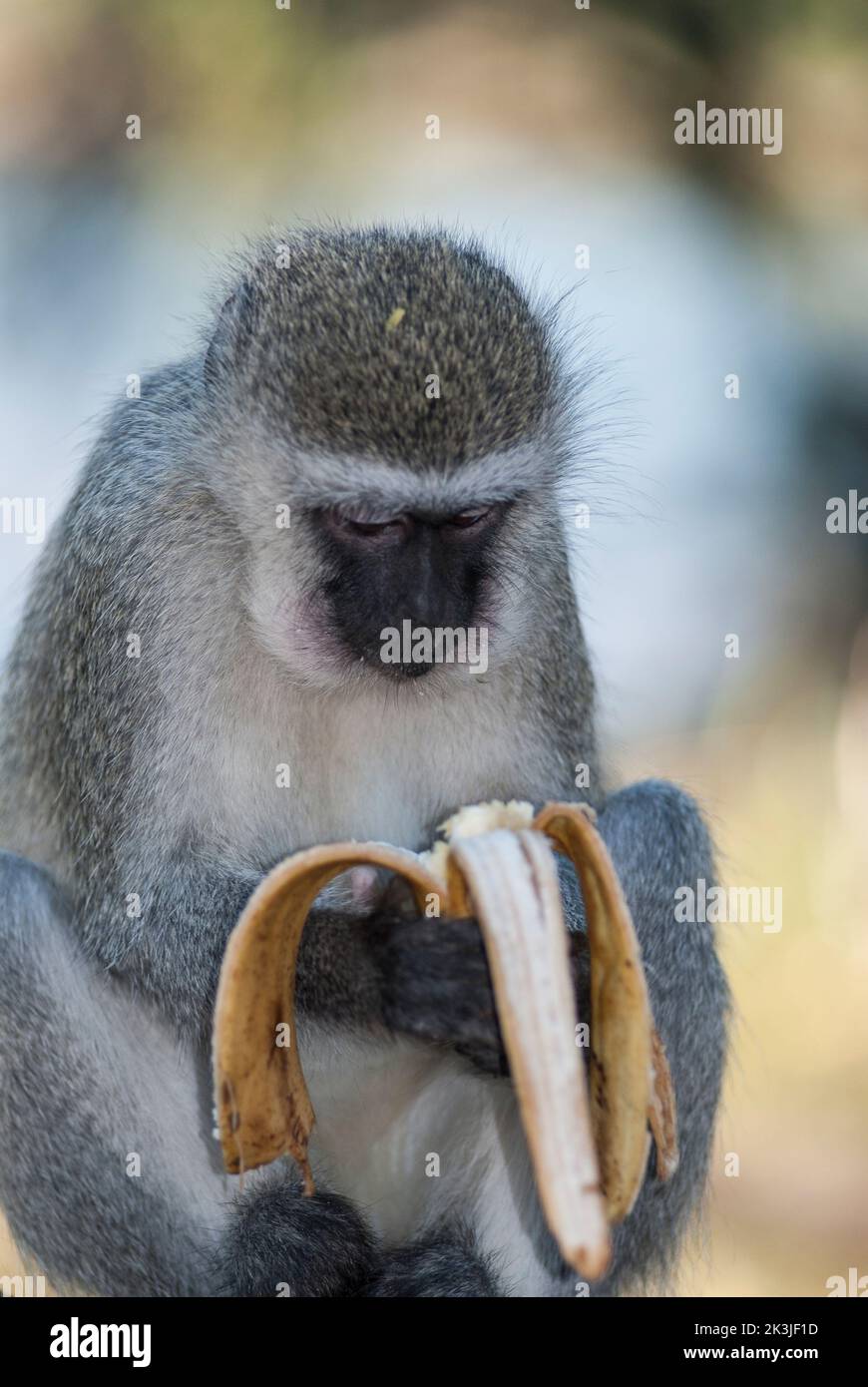 Monkey eating banana.South Africa Stock Photo - Alamy