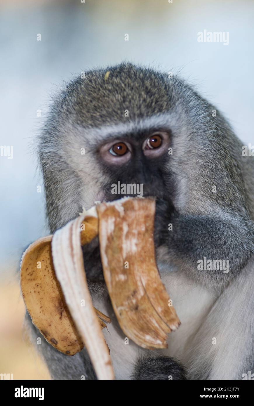 Monkey eating banana.South Africa Stock Photo - Alamy