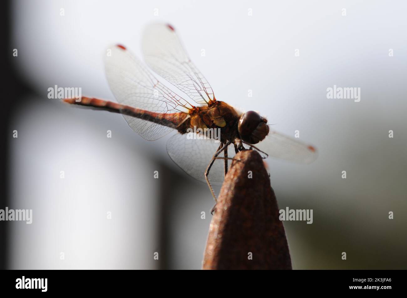 Macrophotography Dragonfly on a rusty obelisk. Detailed close up shot ...