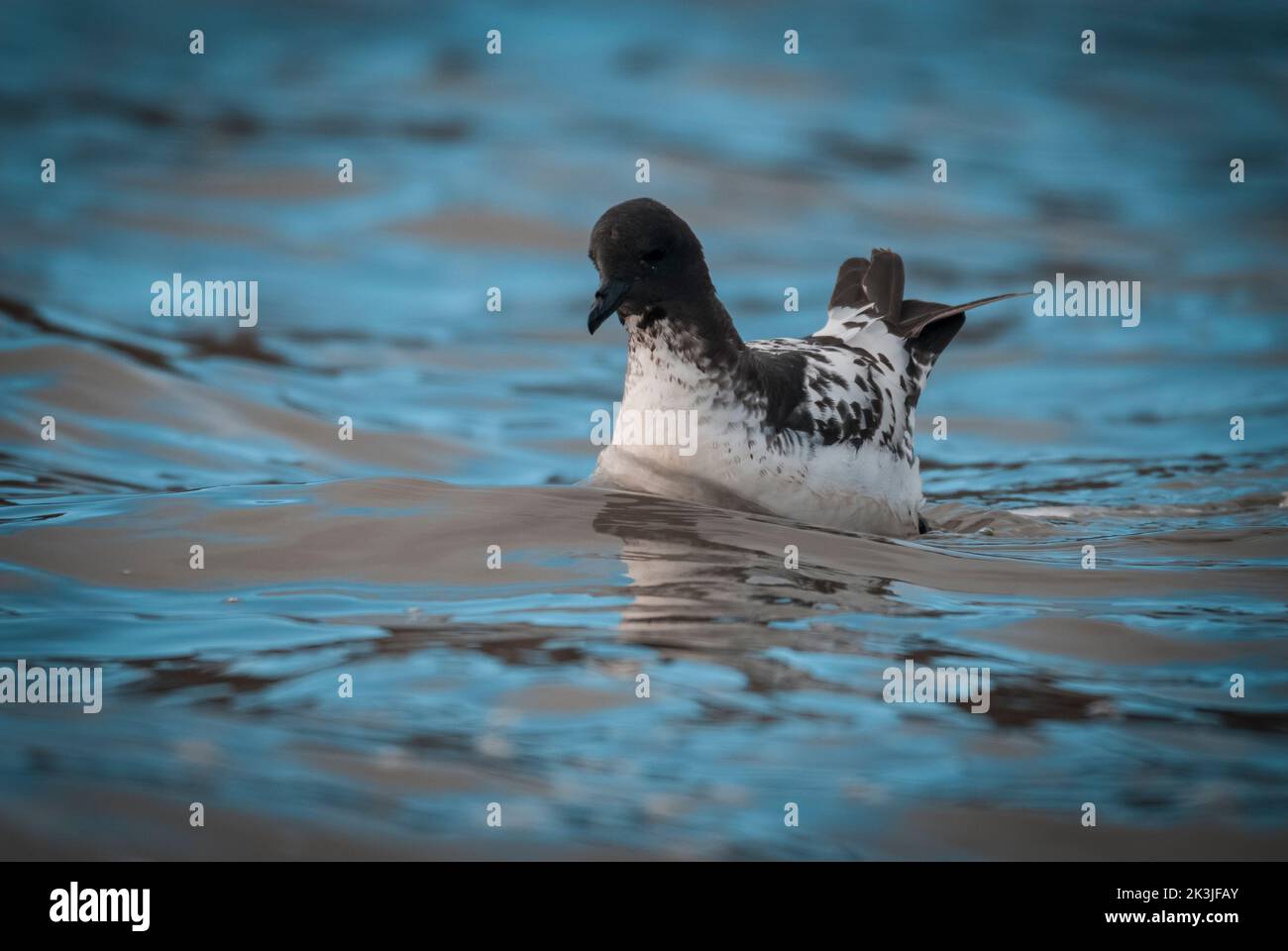 Cape Petrel, swimming over the surface of the Antarctic sea Stock Photo ...