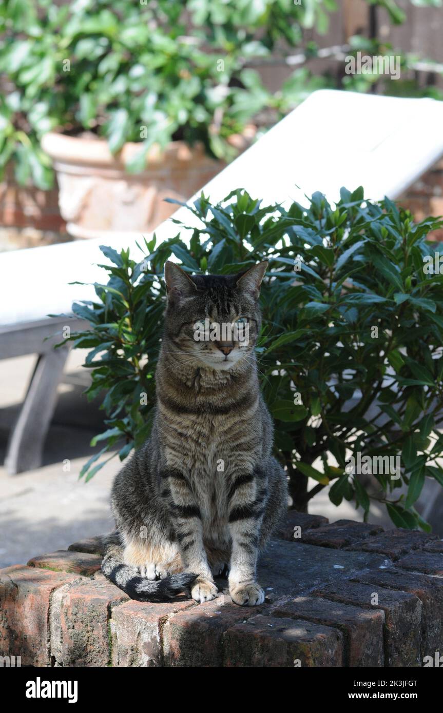 Tabby Cat Close up Summer patio Tabby Kittens close up Stock Photo - Alamy