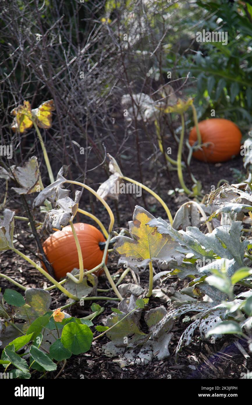 Happy halloween family pumpkins hi-res stock photography and images - Alamy