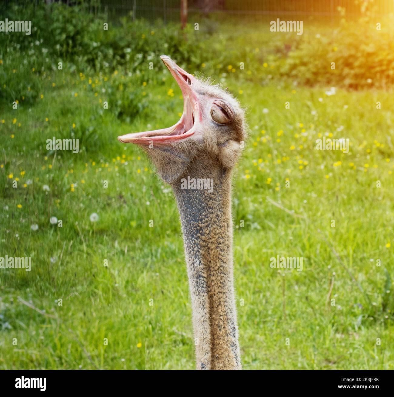 Portrait of the head and long neck of an ostrich with an open beak ...