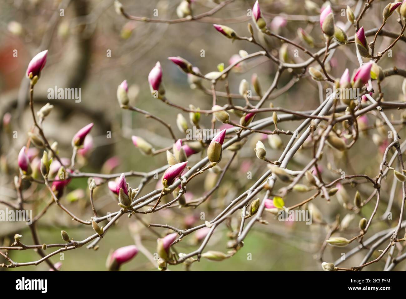 Magnolia in blossom. Pink buds of magnolia. Spring time in nature park ...