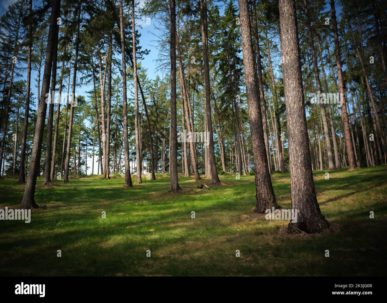 A beautiful shot of tall trees in a forest in Bojnice, Slovakia Stock ...