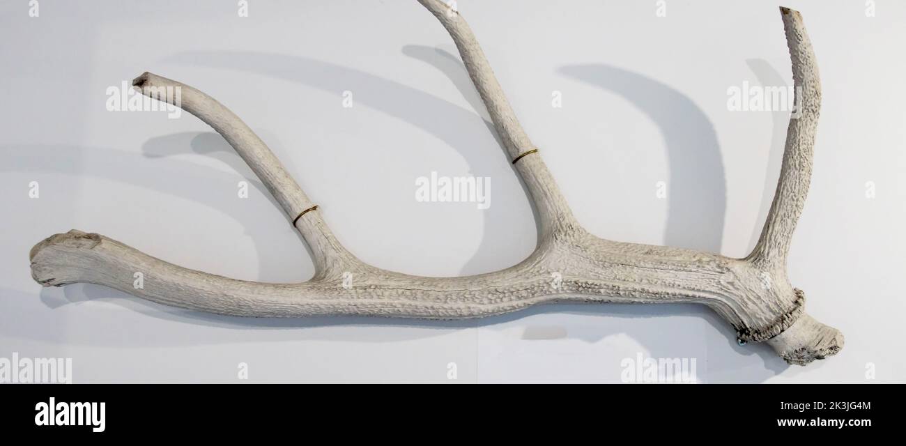 Large white deer antler on a white background in the museum, close-up ...