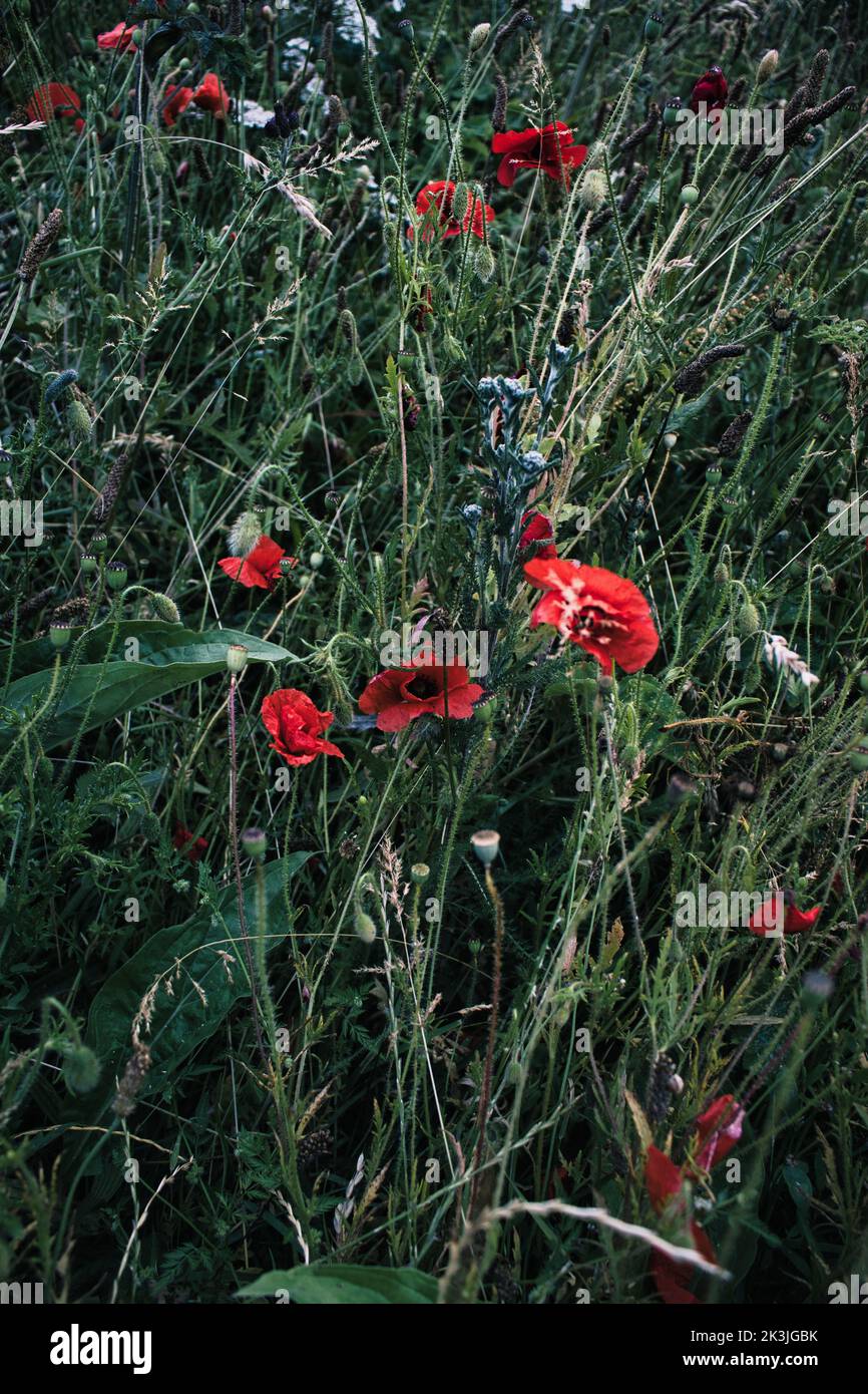 A vertical shot of a common red poppy flower found in the wilderness ...