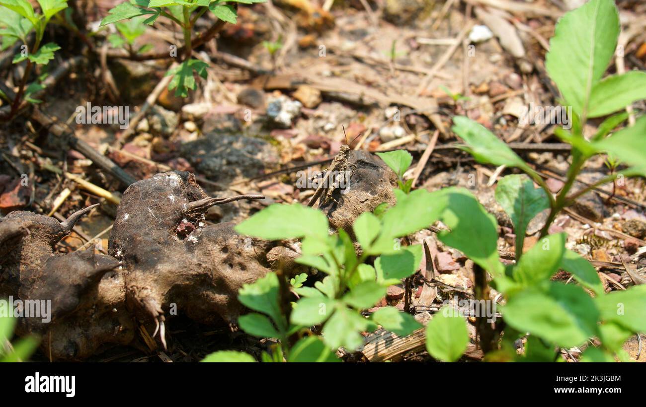 Insect blending with leaves hi-res stock photography and images - Alamy