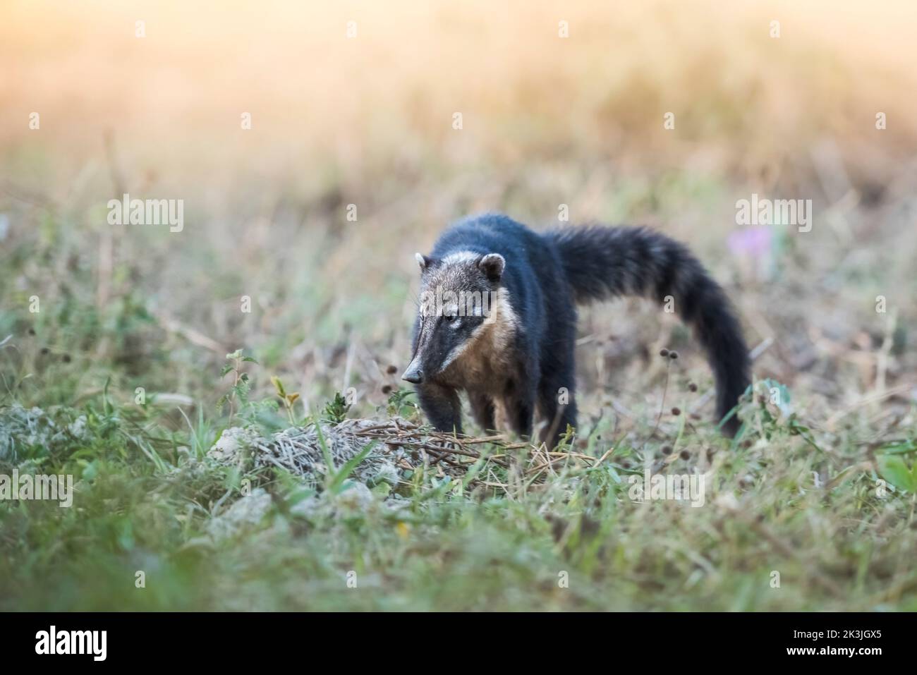 Ring tailed coati.Pantanal Brazil.World heritage site Stock Photo - Alamy