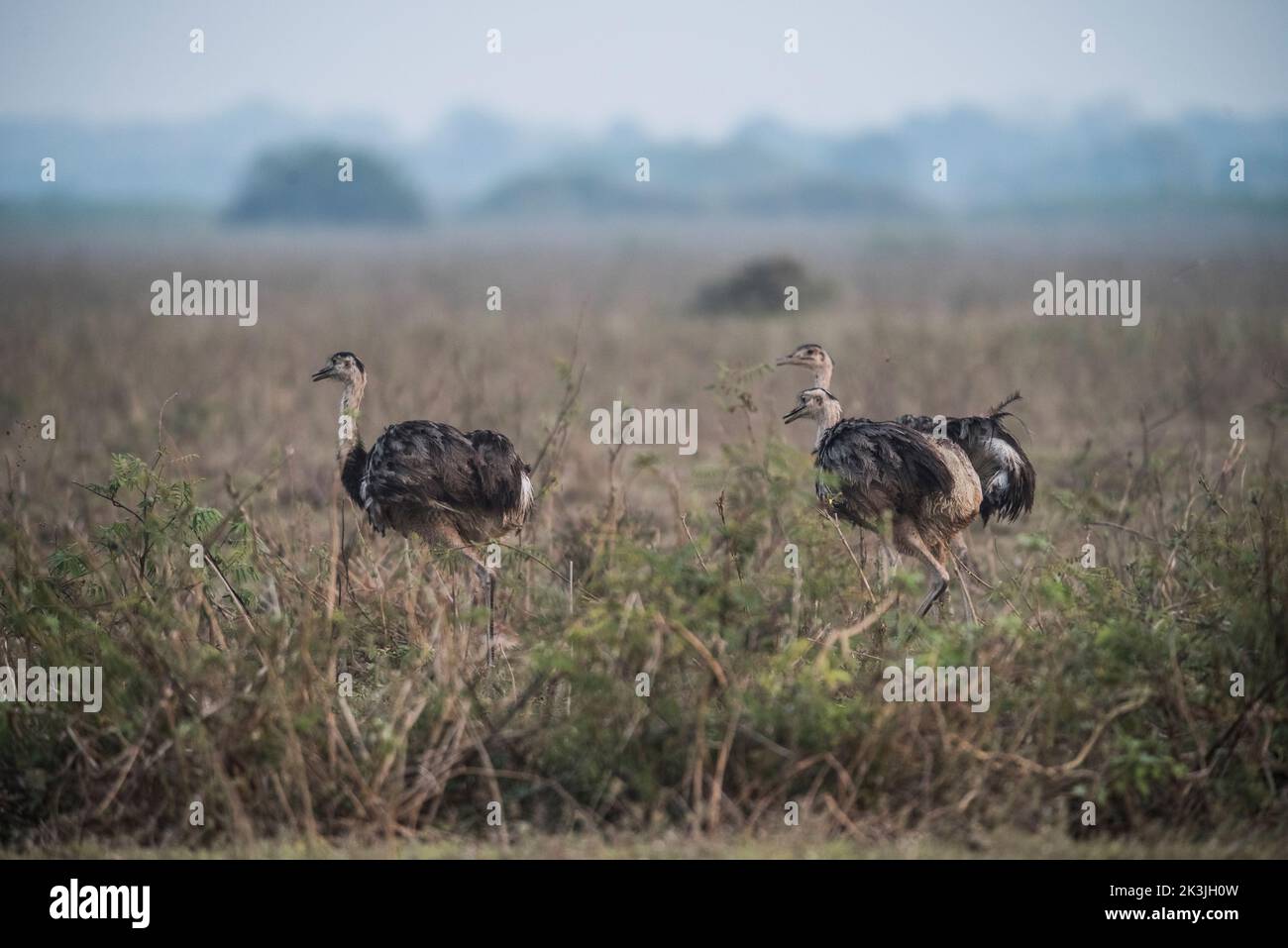 Greater Rhea with chicks, Rhea americana, Pantanal,Brazil Stock Photo ...