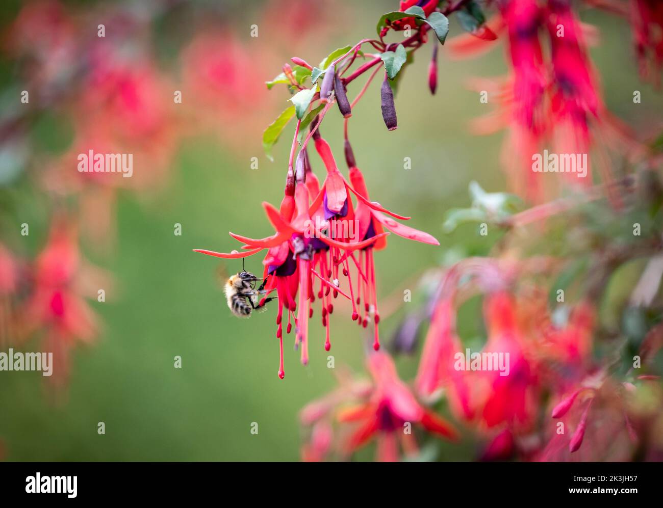 Bee pollinates fuchsias in English garden Stock Photo - Alamy