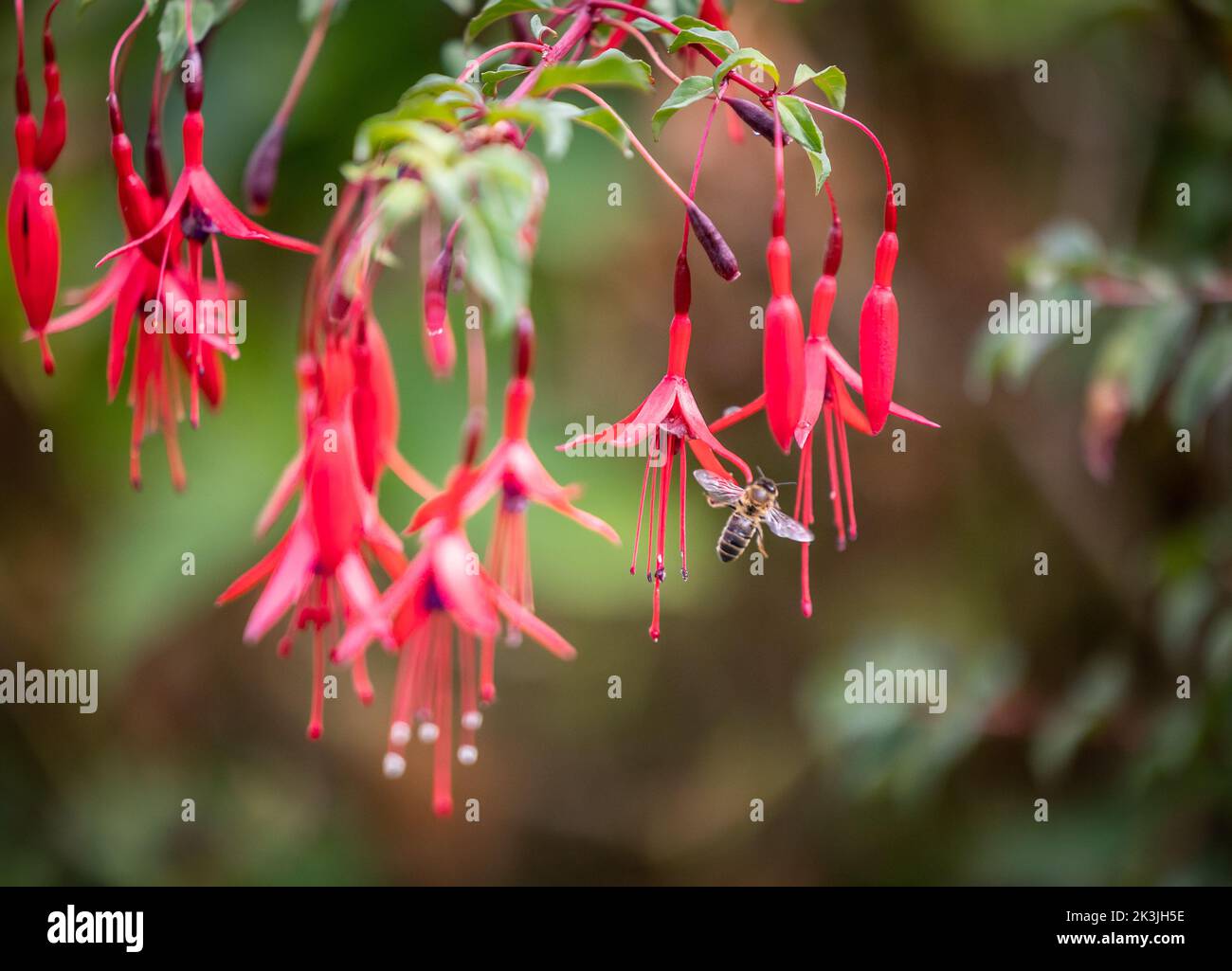 Bee pollinates fuchsias in English garden Stock Photo - Alamy