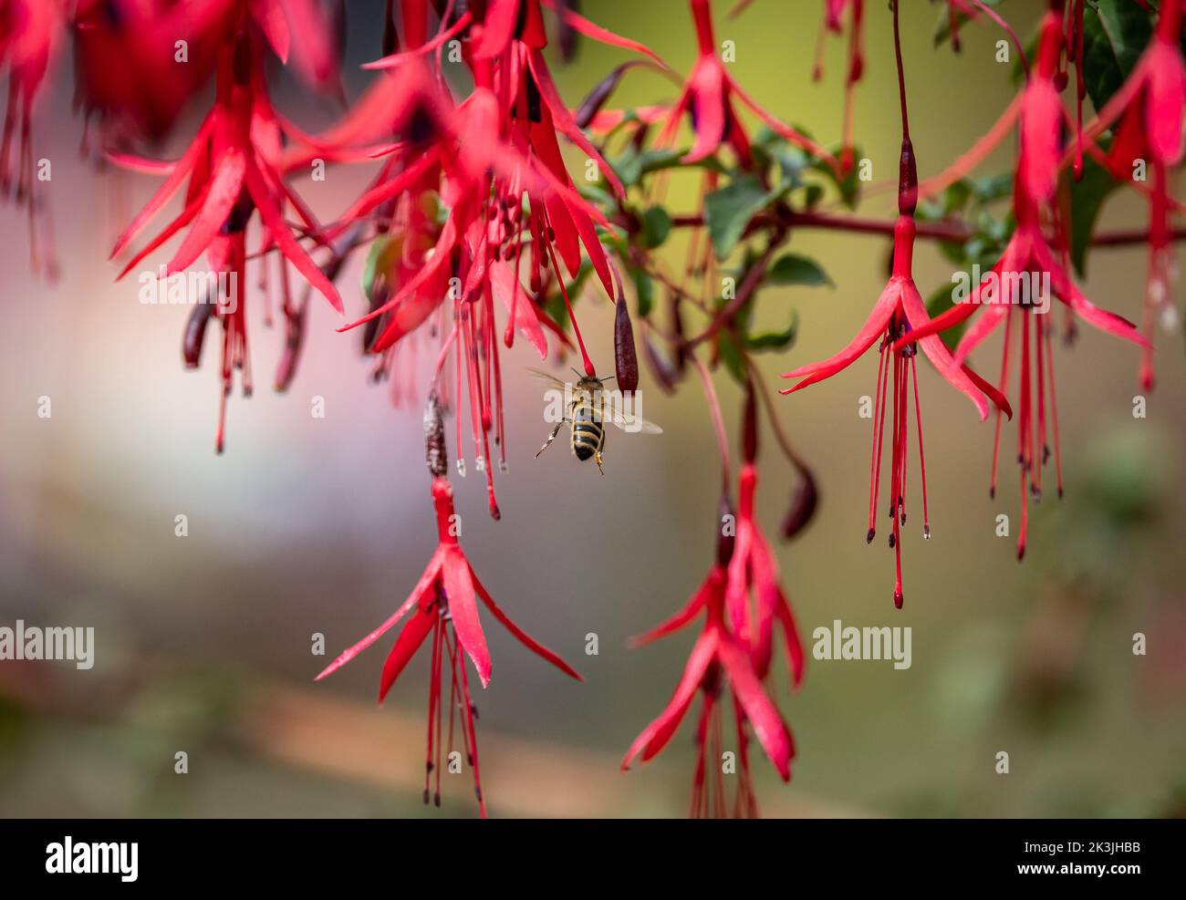 Bee pollinates fuchsias in English garden Stock Photo - Alamy
