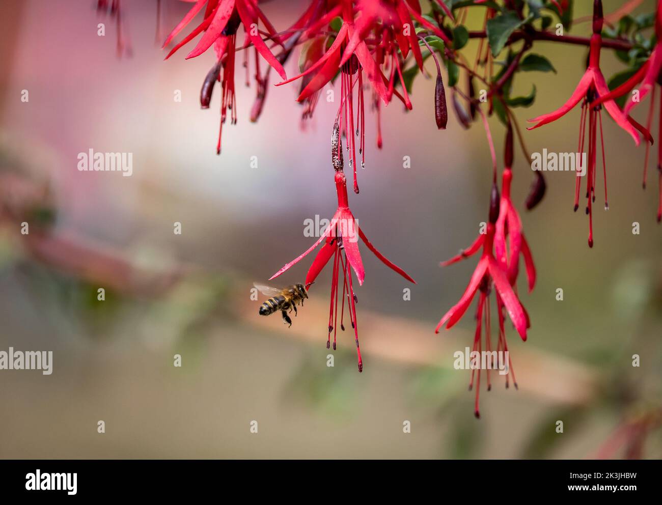 Bee pollinates fuchsias in English garden Stock Photo - Alamy