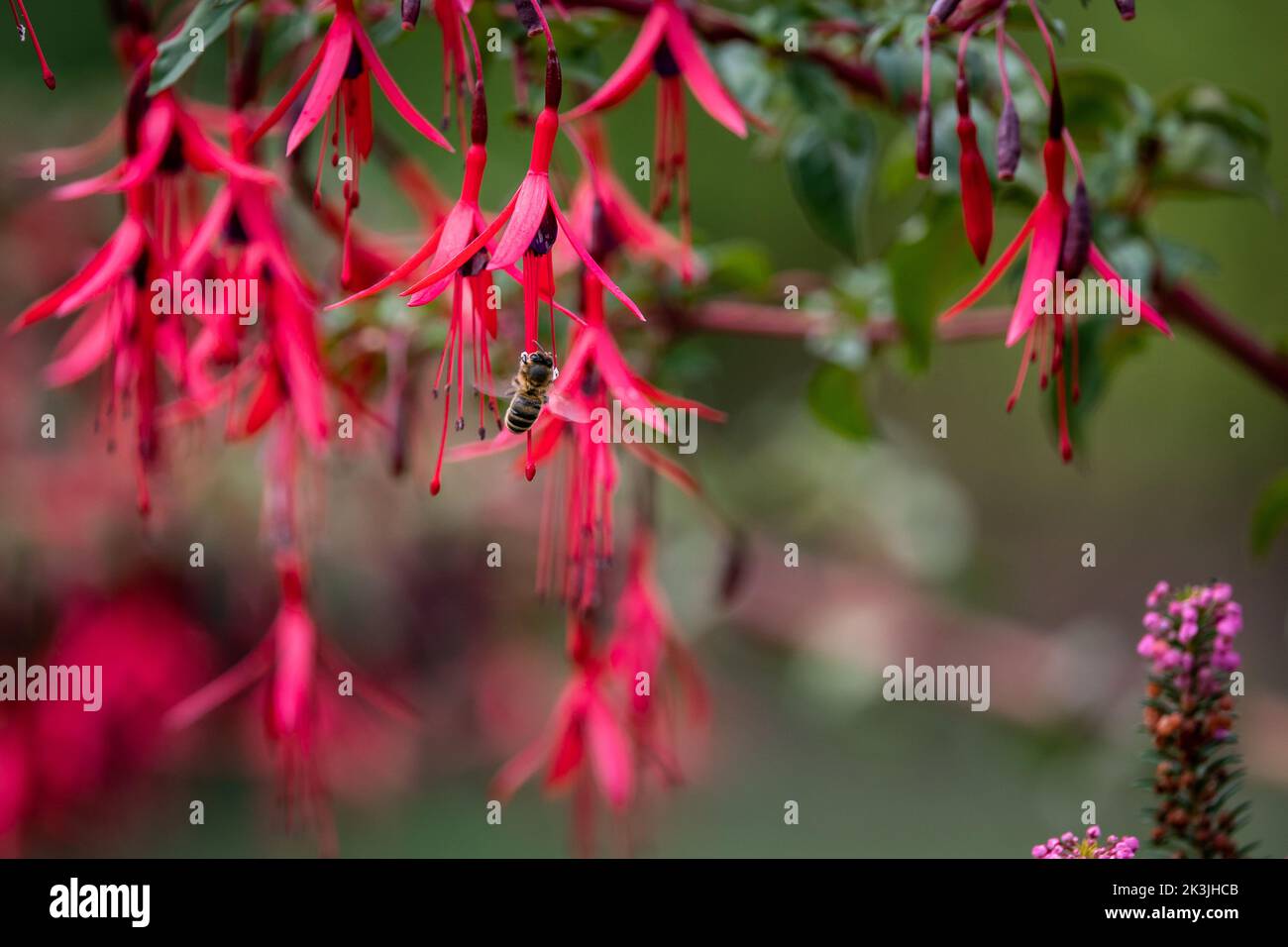 British garden insects hi-res stock photography and images - Alamy