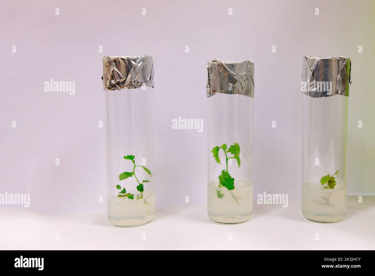 Cloned micro plants in test tubes with nutrient medium ...
