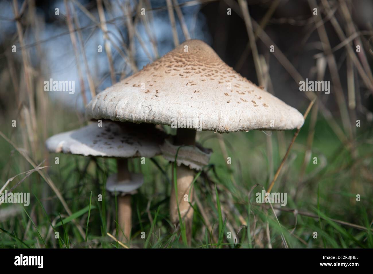 Agaricus langei hi-res stock photography and images - Alamy
