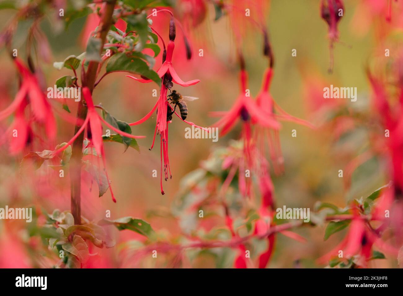 Bee pollinates fuchsias in English garden Stock Photo - Alamy