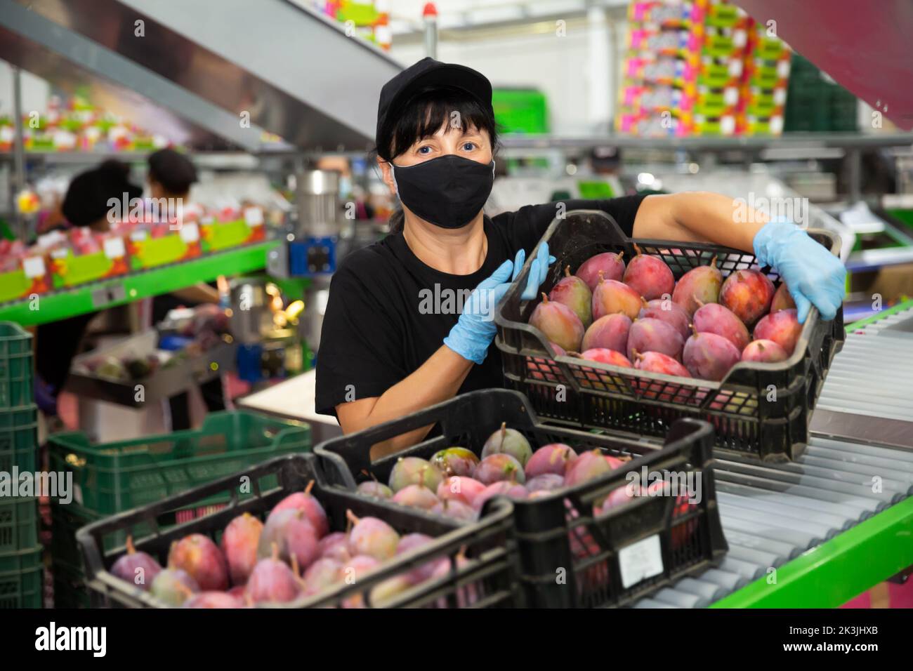 Woman in mask sorting mangoes at warehouse Stock Photo - Alamy