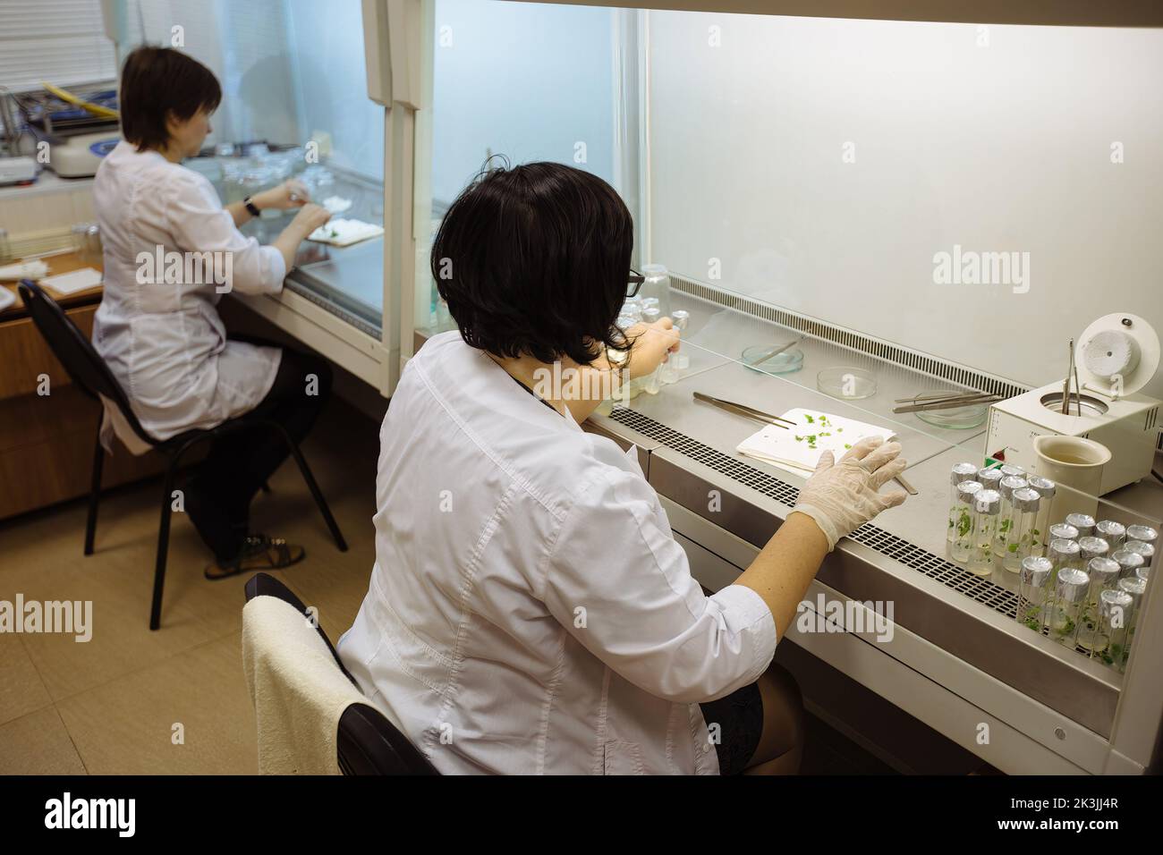 Scientists work in a laminar box. Preparation of micro plants for ...