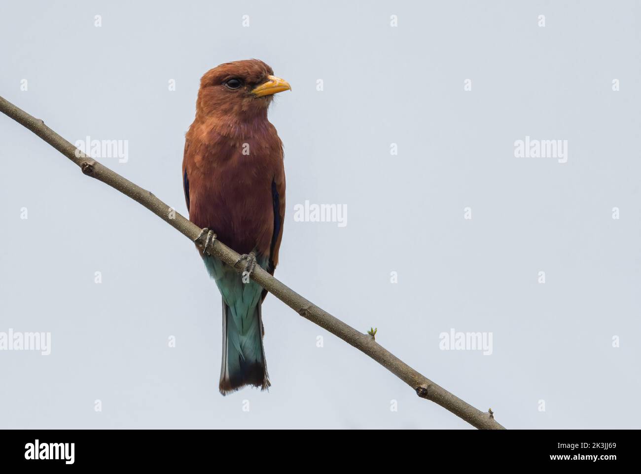 Broad-billed Roller - Eurystomus glaucurus, beautiful colored roller ...