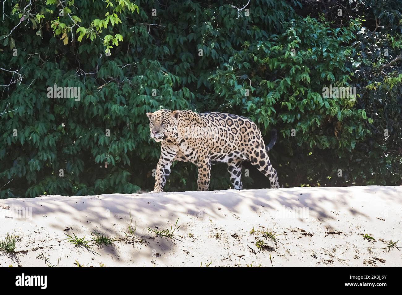 Panthera onca.World heritage site.Brazil Stock Photo - Alamy