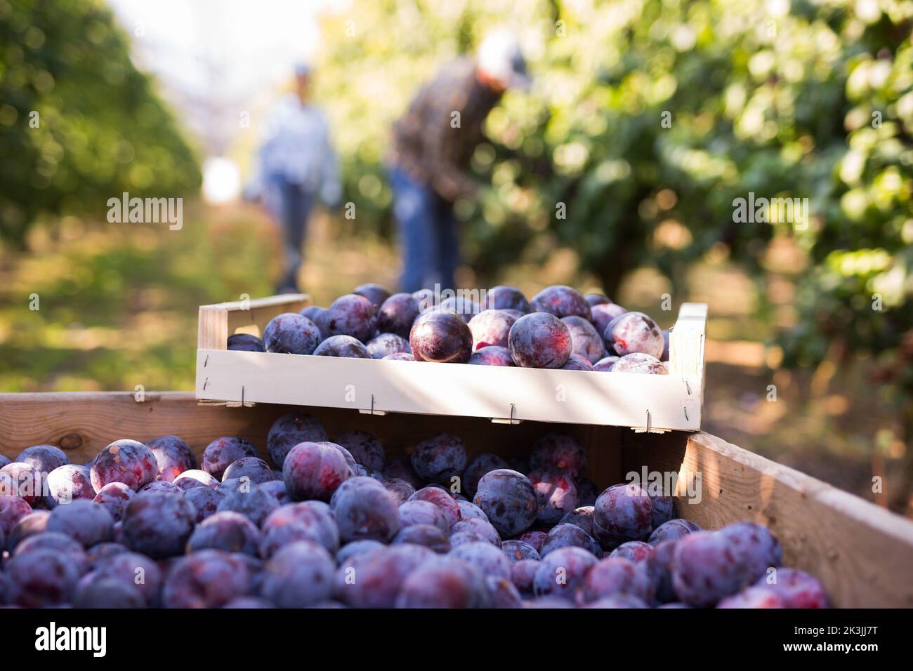 Boxes with ripe purple plums in green summer fruit garden Stock Photo ...