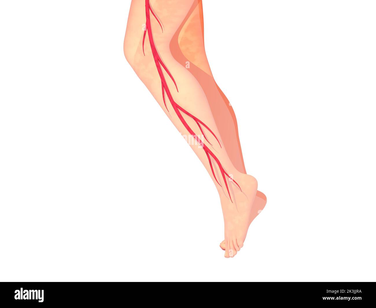 3d illustration of the circulatory system in a leg. Graphic ...