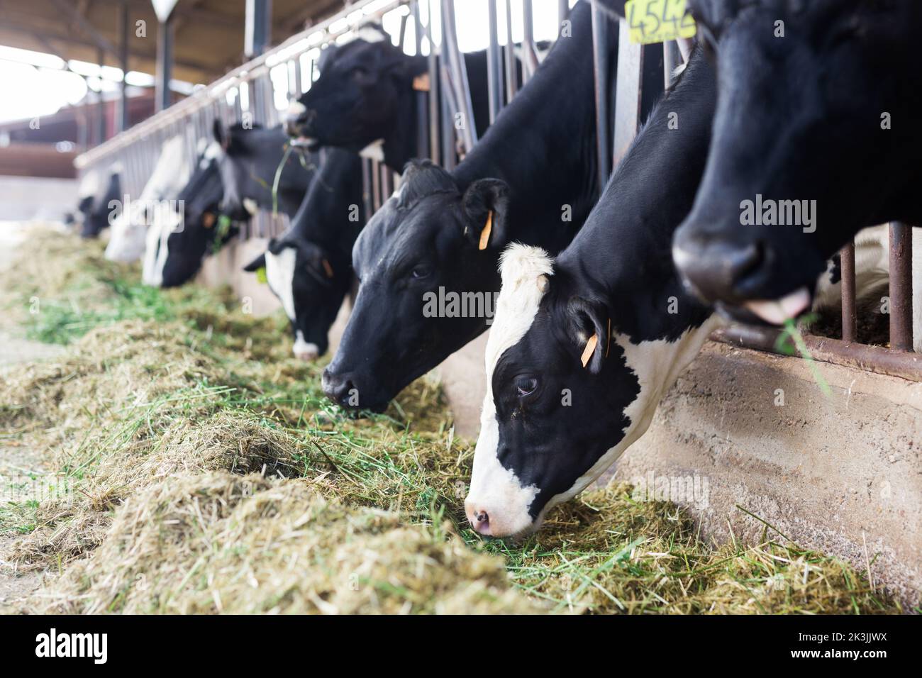 Stall husbandry hi-res stock photography and images - Alamy