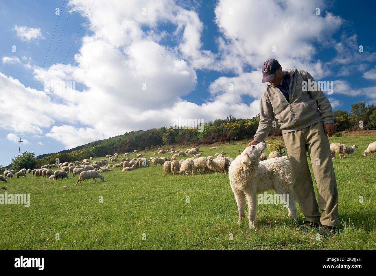 What Color Are Sardinian Shepherd Dog Dogs