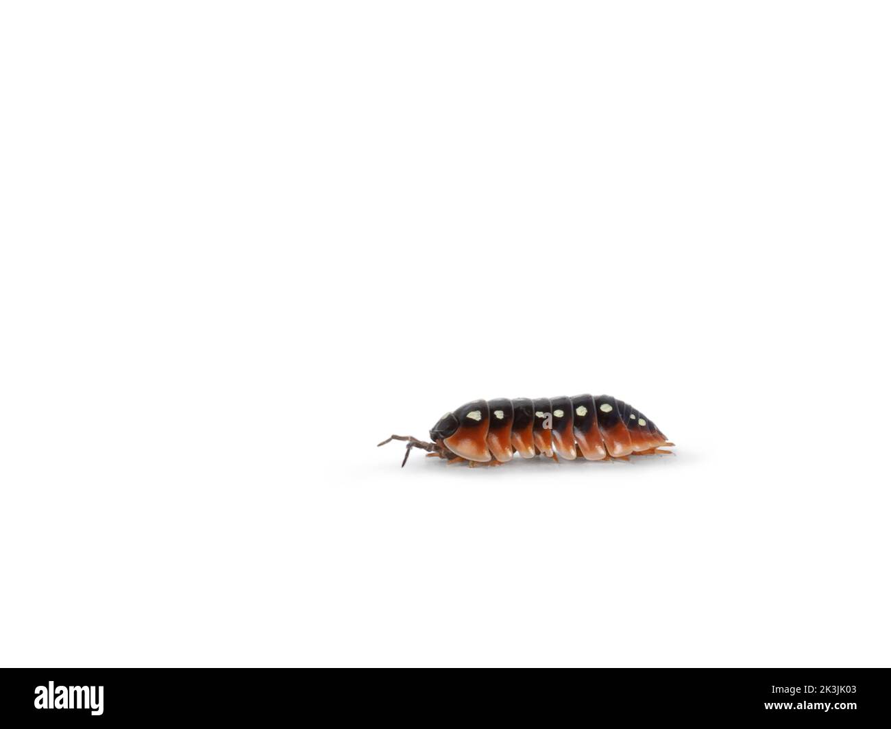 Clown isopod hi-res stock photography and images - Alamy