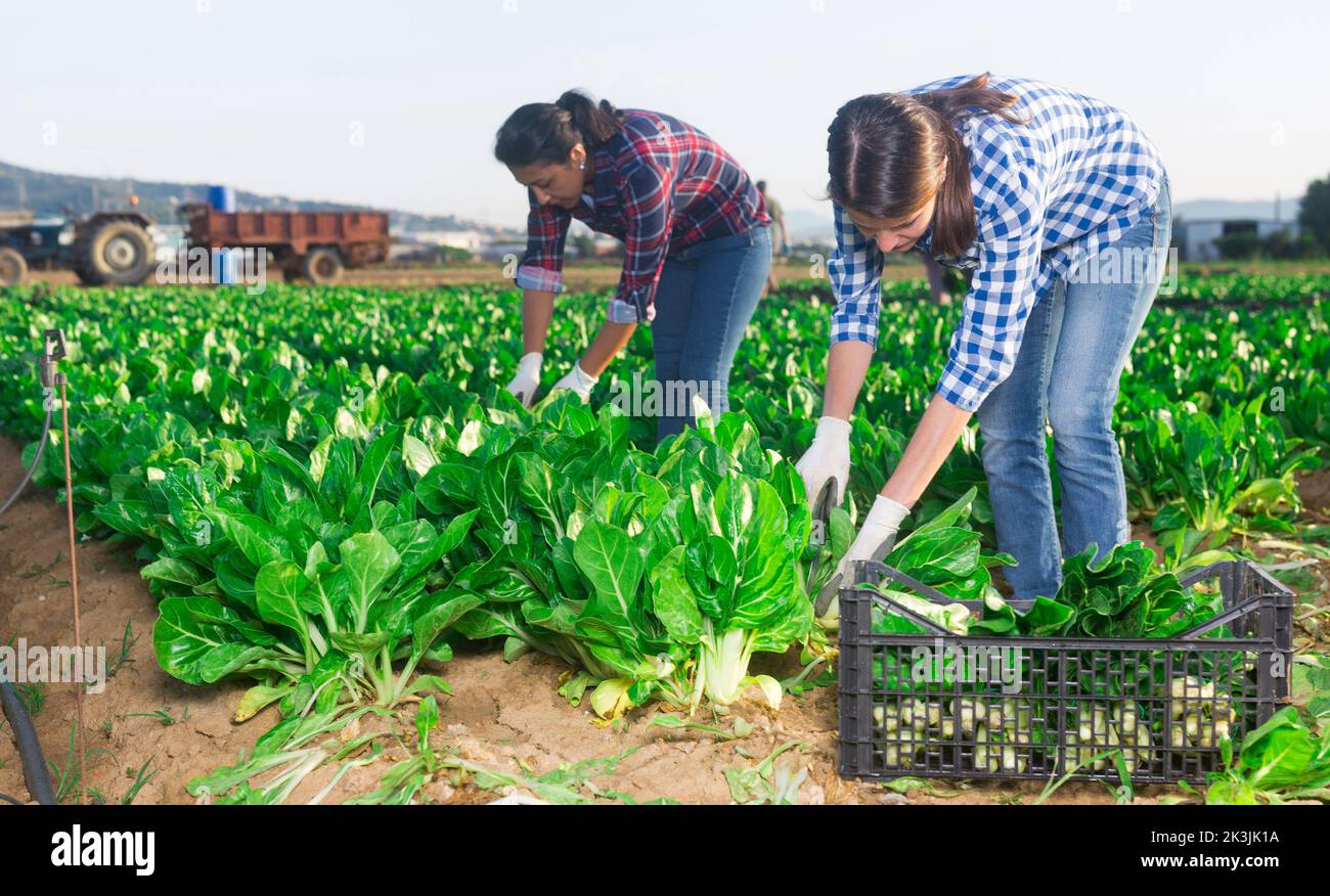 Multinational group of farm workers picking chard Stock Photo - Alamy