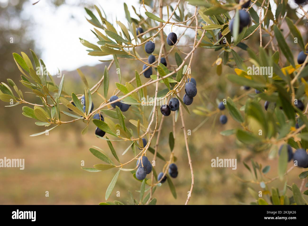 black olives on vnth trees in an olive grove Stock Photo - Alamy