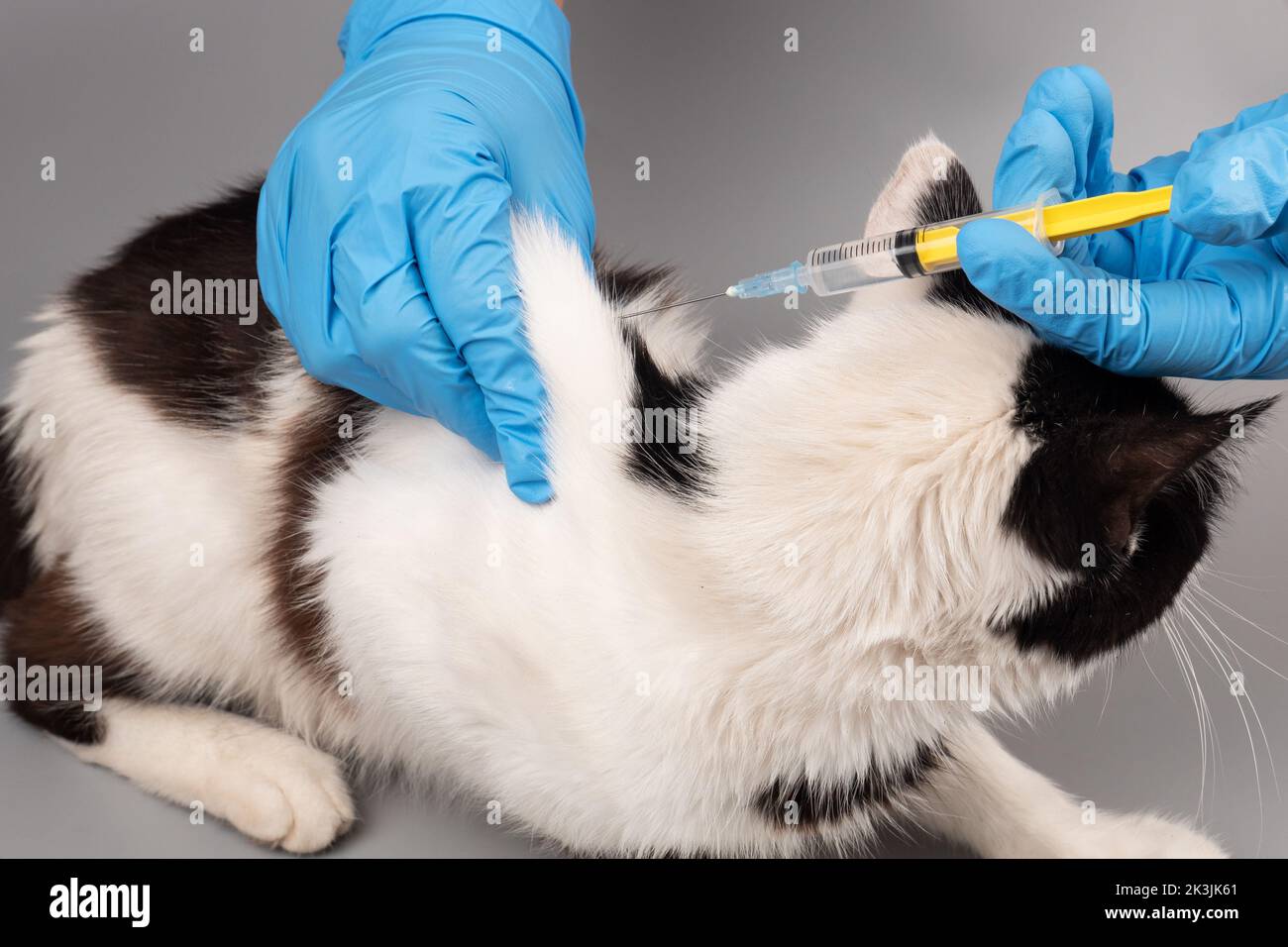 cat treatment at the veterinarian,doctor giving an injection to a ...
