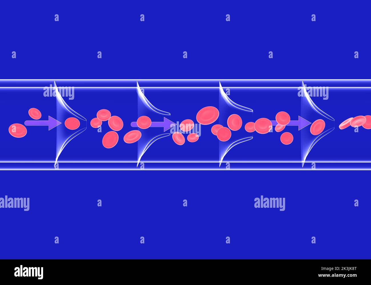 Anatomical 3d illustration of blood circulation in a healthy vein ...