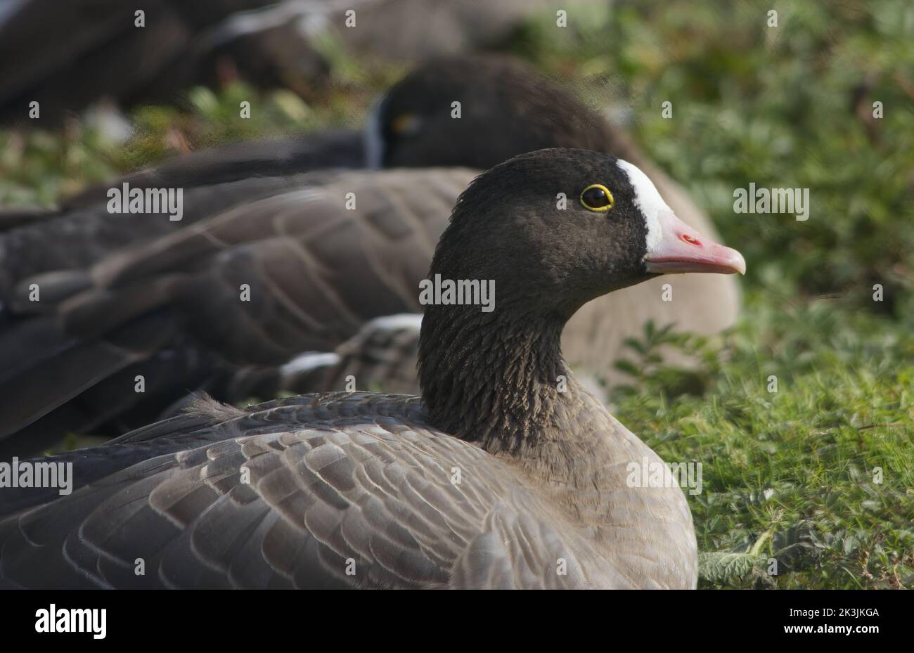 Close up of a lesser white-fronted goose, Anser erythropus, resting ...