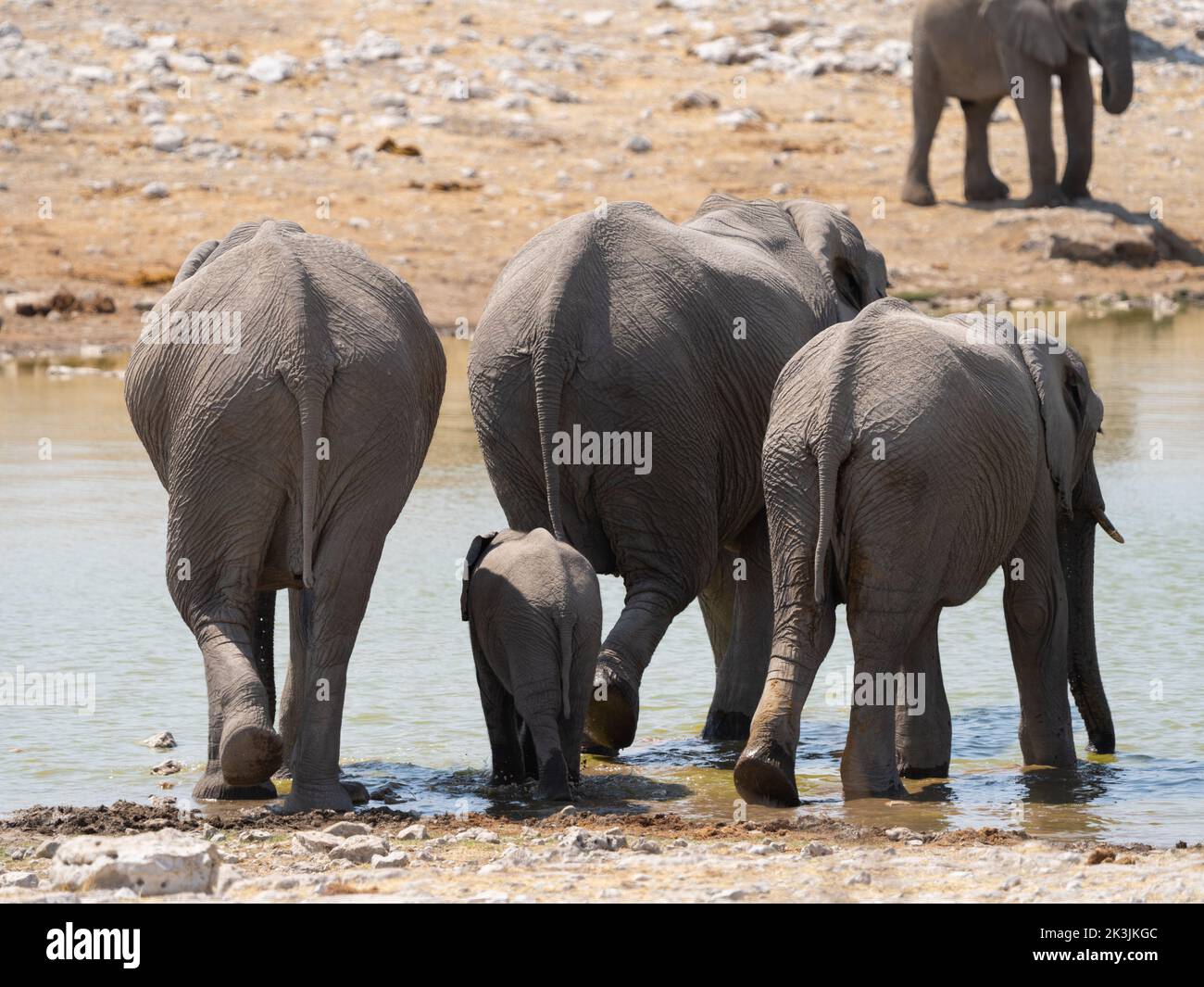 Elephant family from the back view at a waterhole in Etosha ...