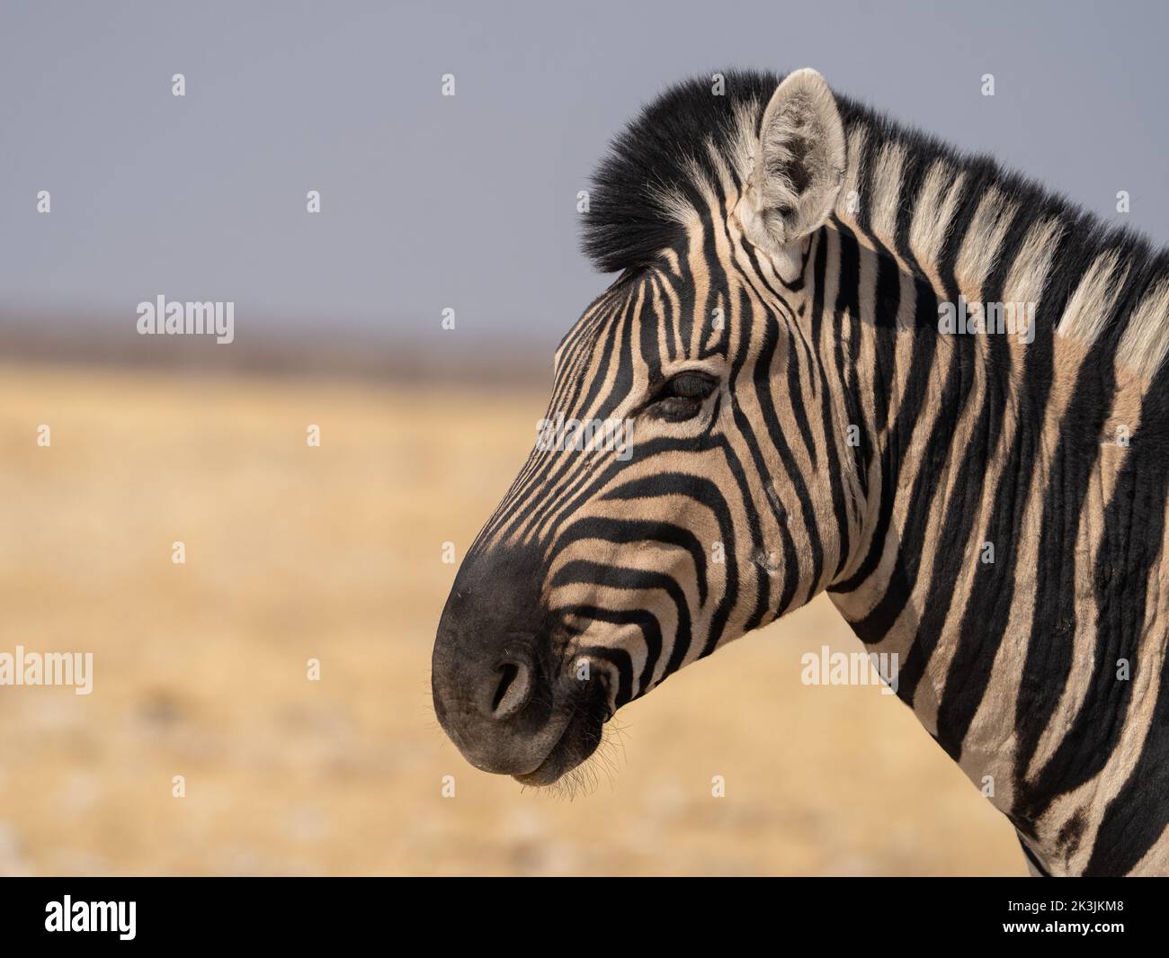 Stunning plain zebra close-up in Etosha Nationalpark, Namibia Stock ...