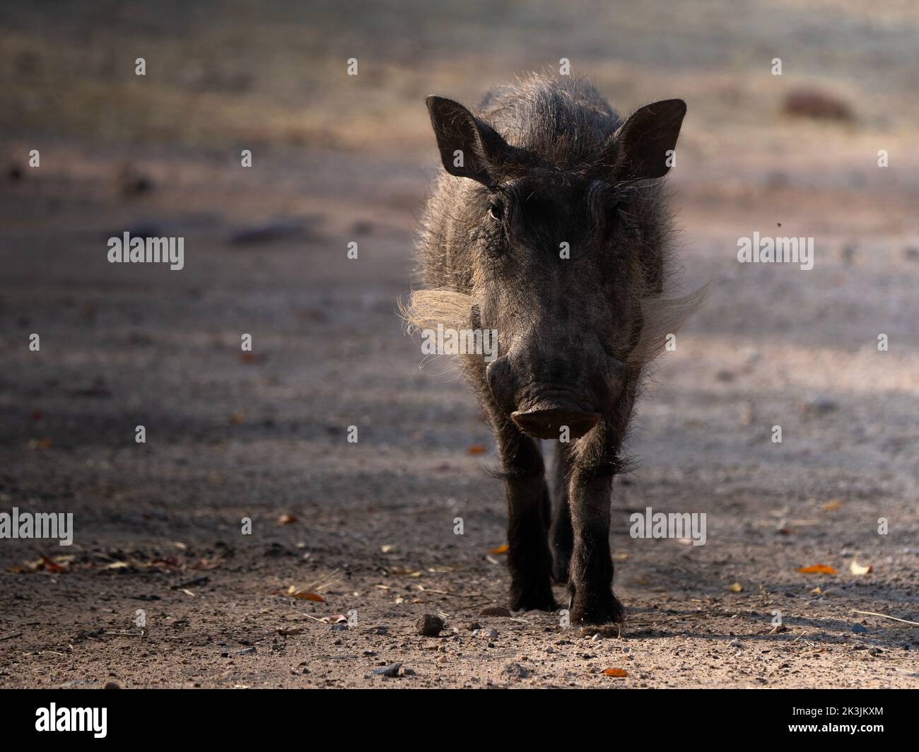 A beautiful warthog at sunset in Waterberg Plateau Nationalpark ...