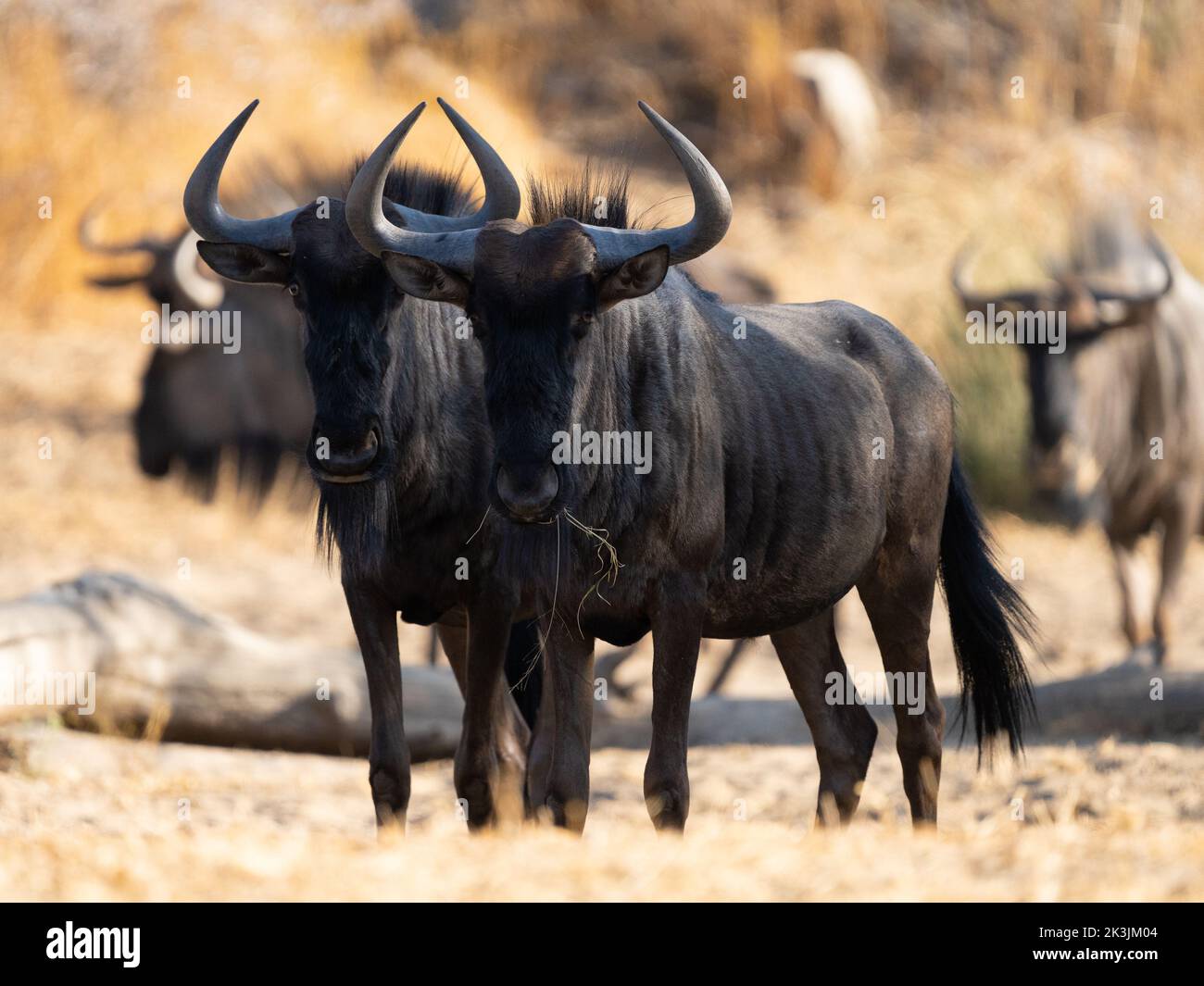 Stunning wildebeest in beautiful lights in Etosha Nationalpark, Namibia ...
