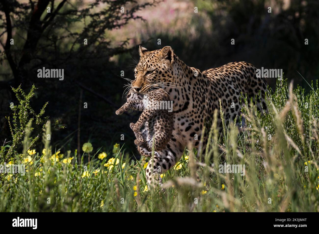 Leopard female (Panthera pardus) carrying cub to new den, Kgalagadi ...