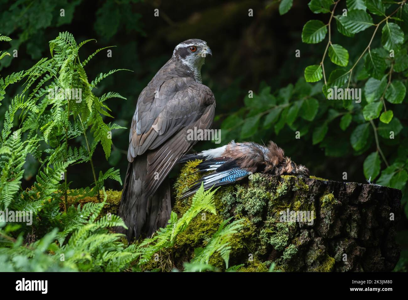 Goshawk (Accipiter gentilis) with jay prey, Controlled, Cumbria, UK ...