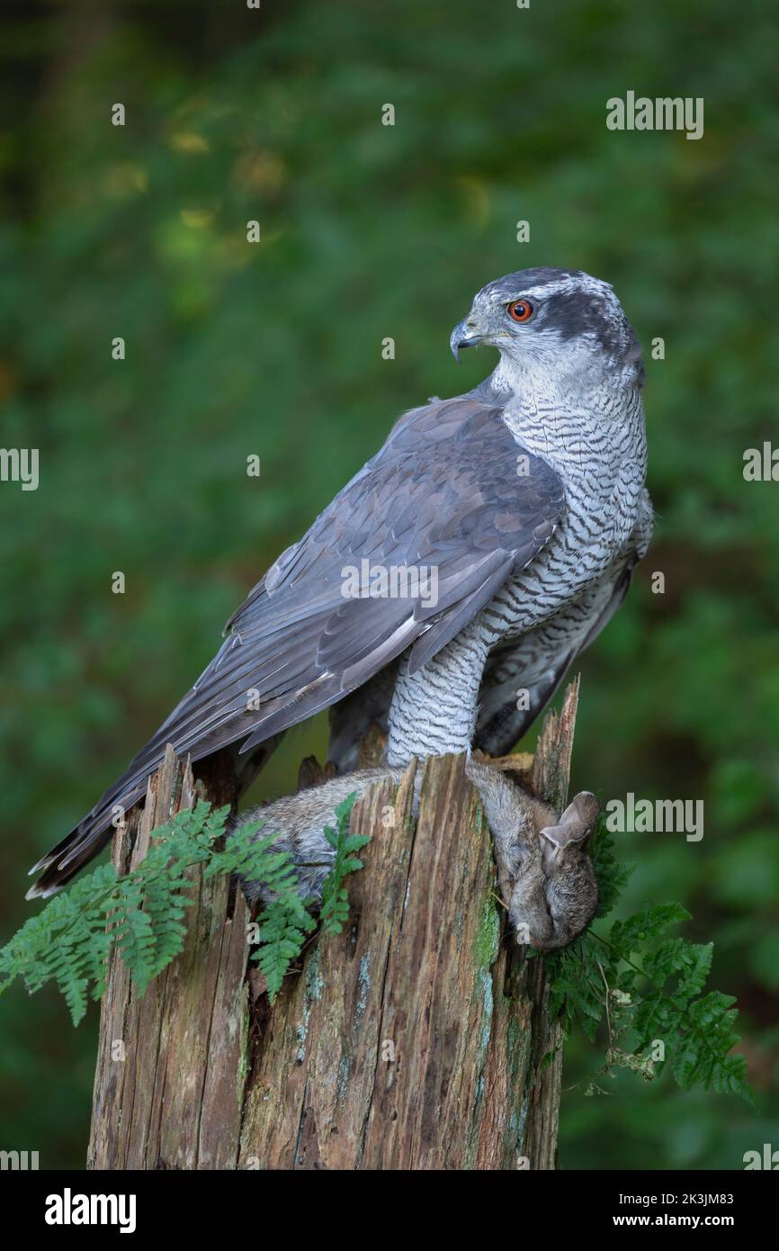 Goshawk (Accipiter gentilis) with baby rabbit prey, Controlled, Cumbria ...