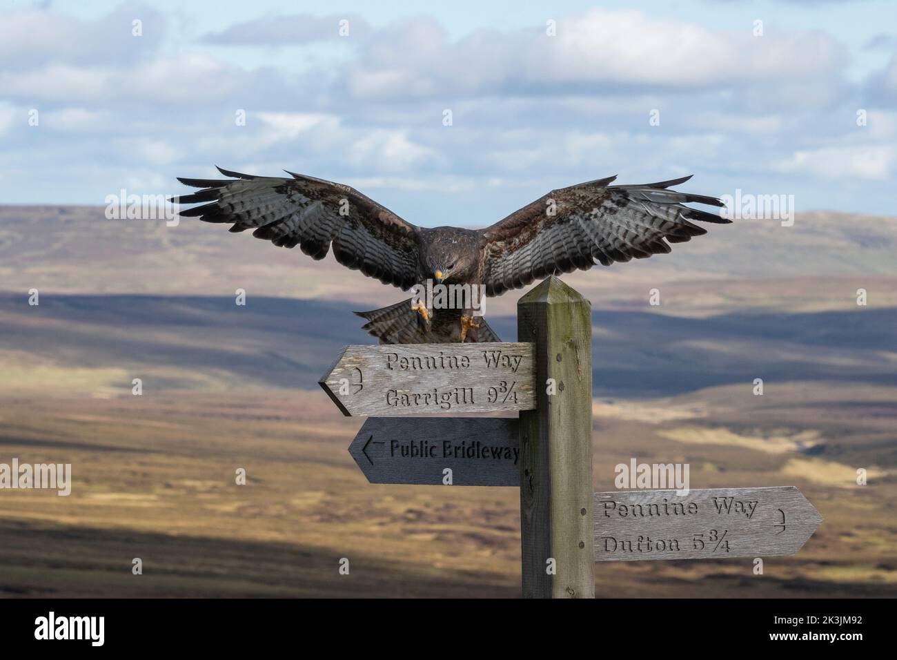 Common buzzard (Buteo buteo) landing on Pennine Way sign, Controlled ...